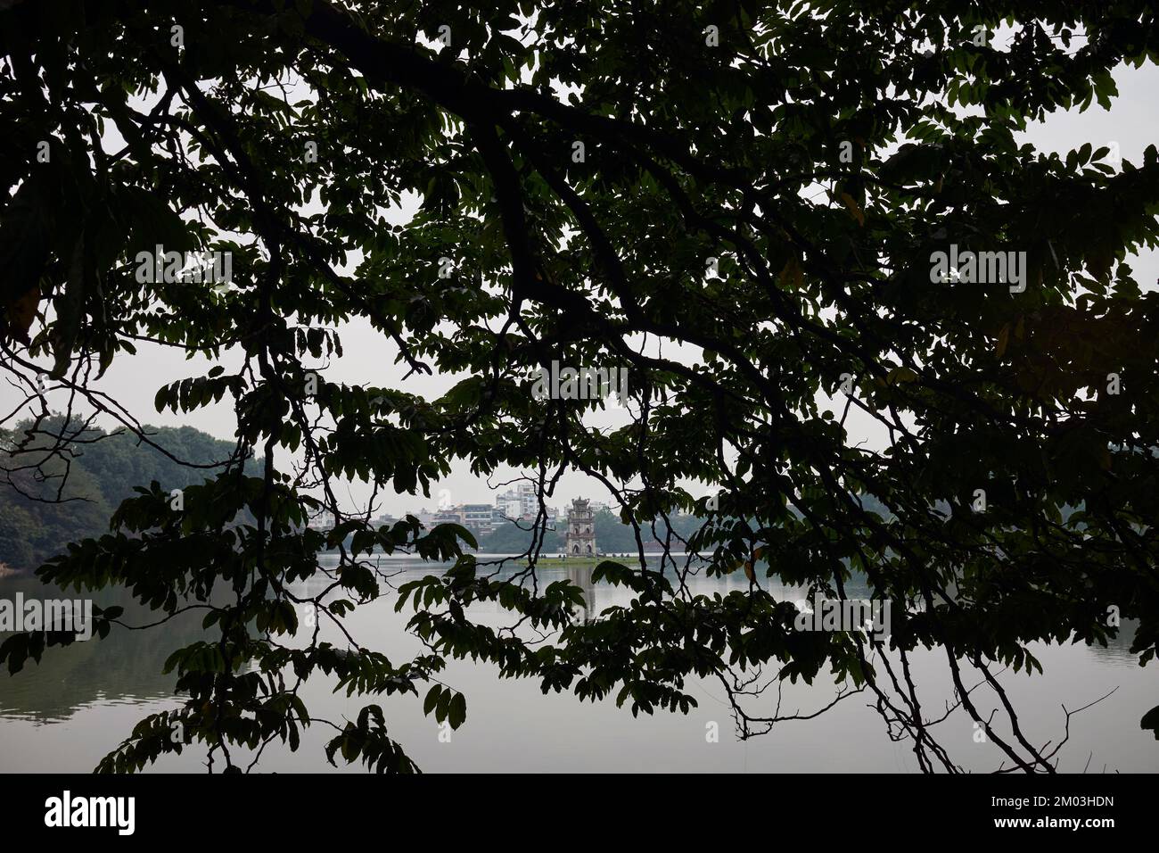 Hanging Trees in front of Hoan Kiem Lake Hanoi Vietnam Stock Photo - Alamy