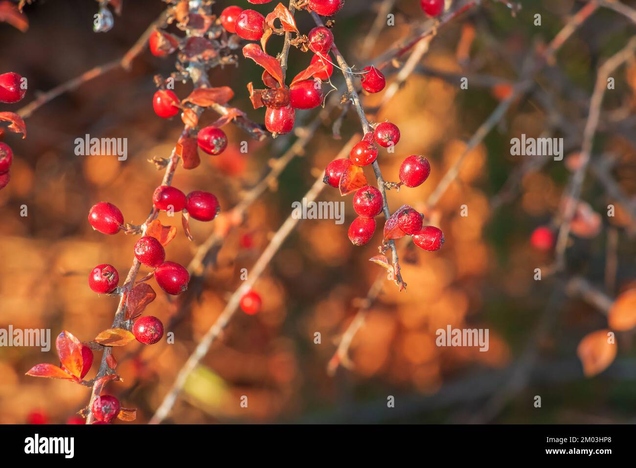 Close-up of fragrant sumac in autumn. The Latin name is Rhus aromatica ...