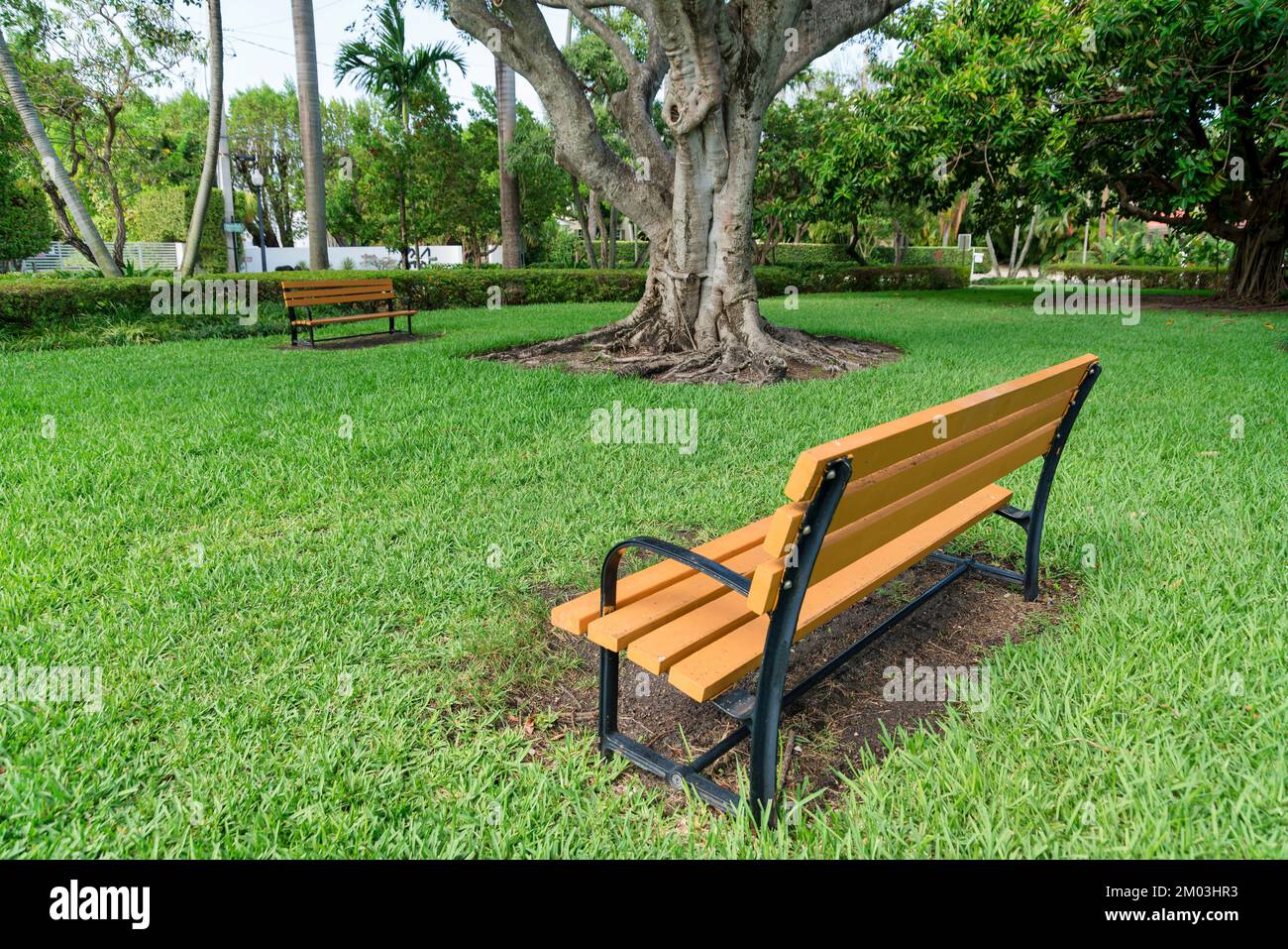 Two wooden bench on a grass field under the tree at Miami, Florida ...