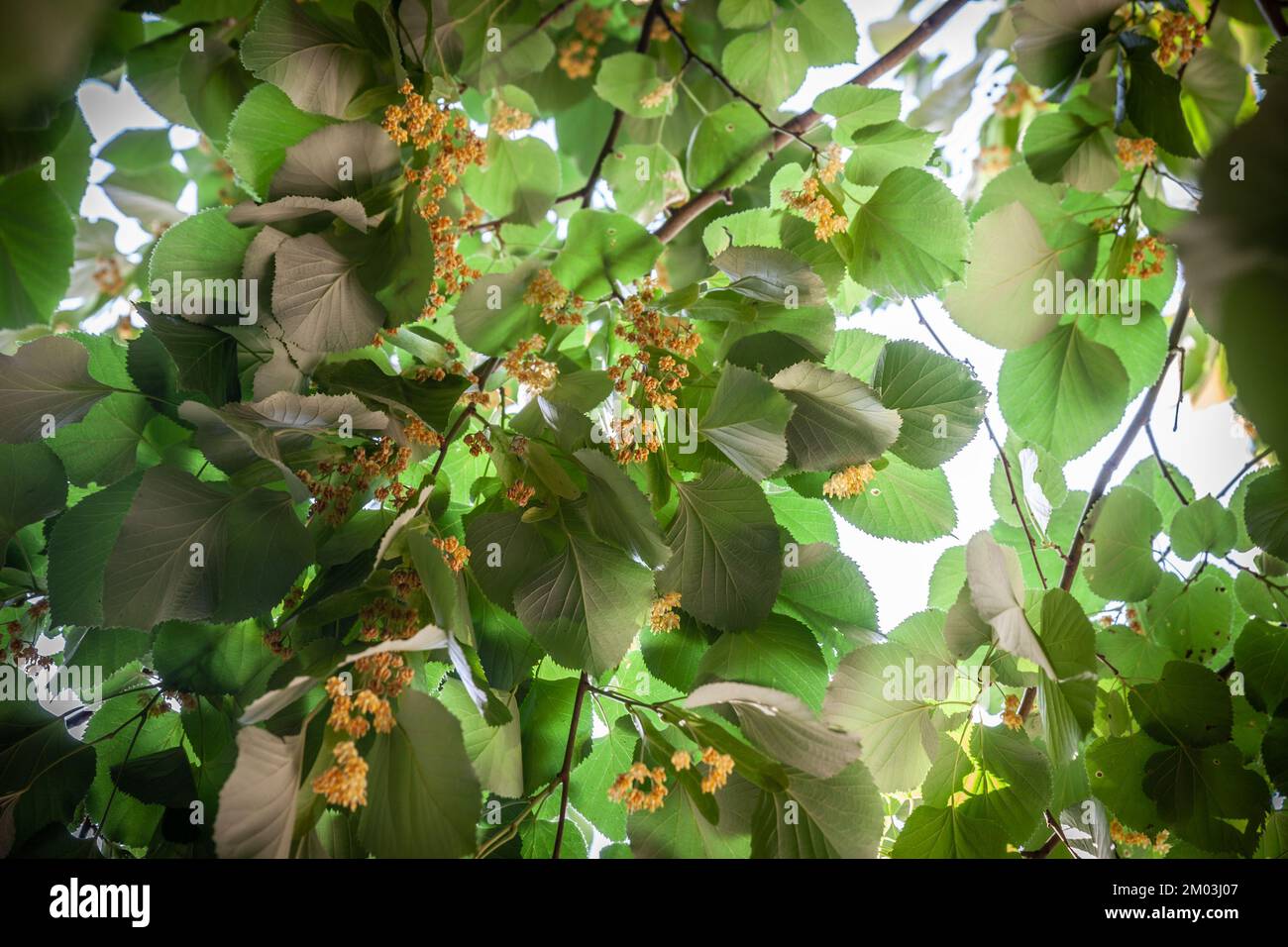 Picture of a lime tree, or tillia, with a focus on branches and leaves ...