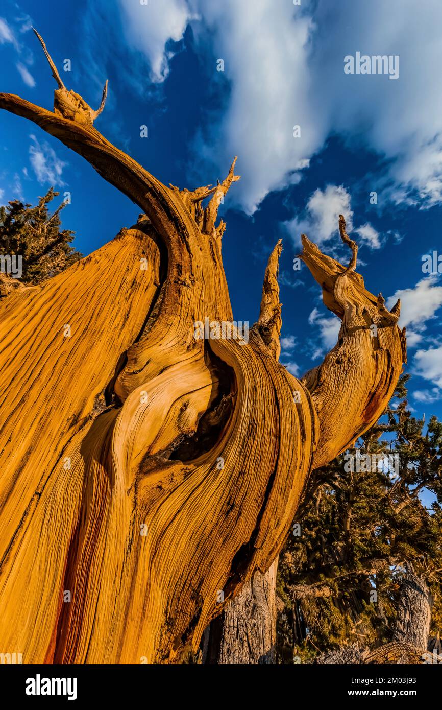 Wood grain of dead Great Basin Bristlecone Pine, Pinue longaeva ...