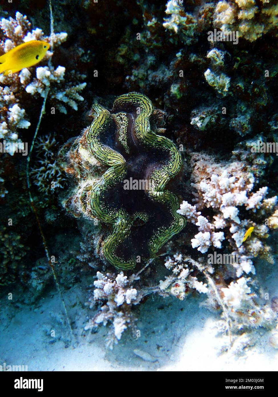 Underwater photography into the Red Sea of Tridacna Maxima Clam Stock ...