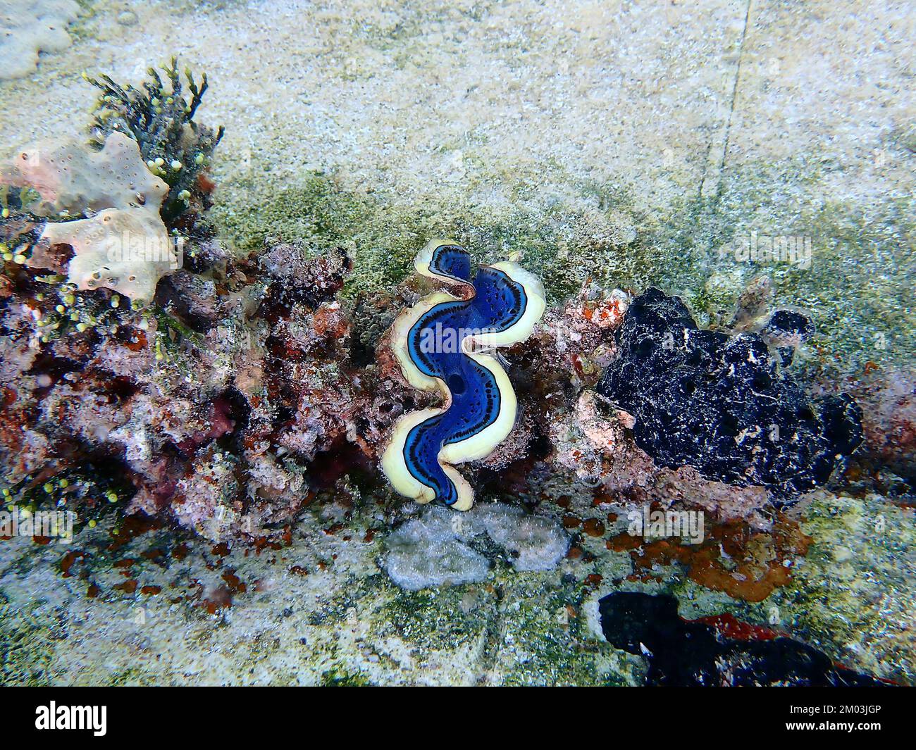 Underwater photography into the Red Sea of Tridacna Maxima Clam Stock ...