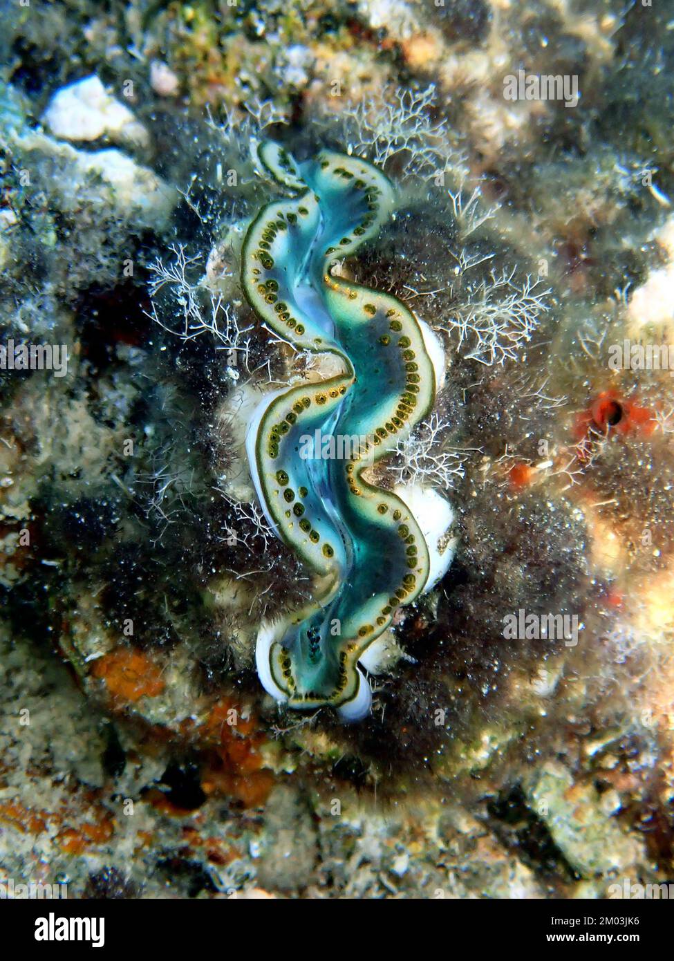 Underwater photography into the Red Sea of Tridacna Maxima Clam Stock ...