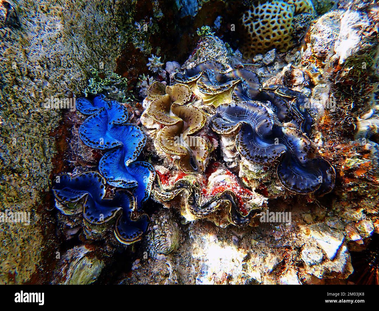 Underwater photography into the Red Sea of Tridacna Maxima Clam Stock ...