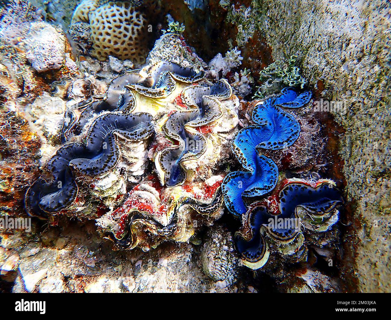 Underwater photography into the Red Sea of Tridacna Maxima Clam Stock ...