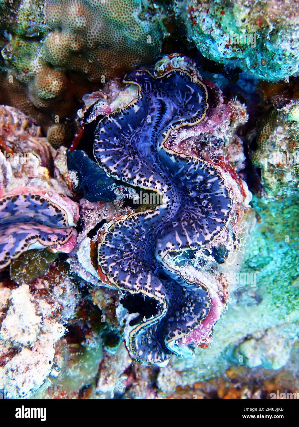 Tridacnidae hi-res stock photography and images - Alamy