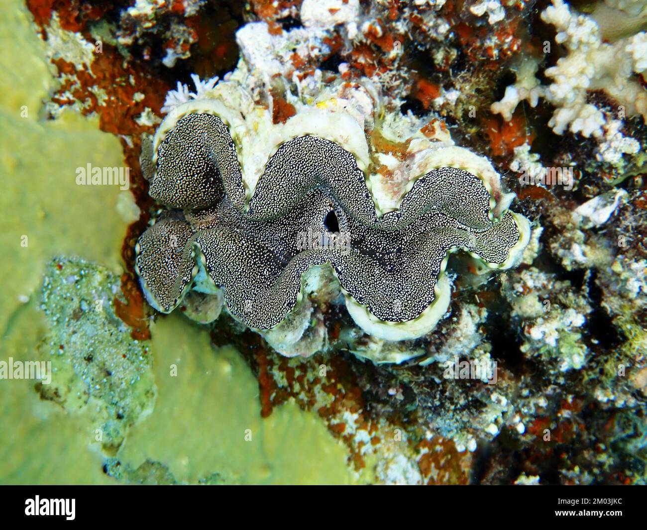 Underwater photography into the Red Sea of Tridacna Maxima Clam Stock ...