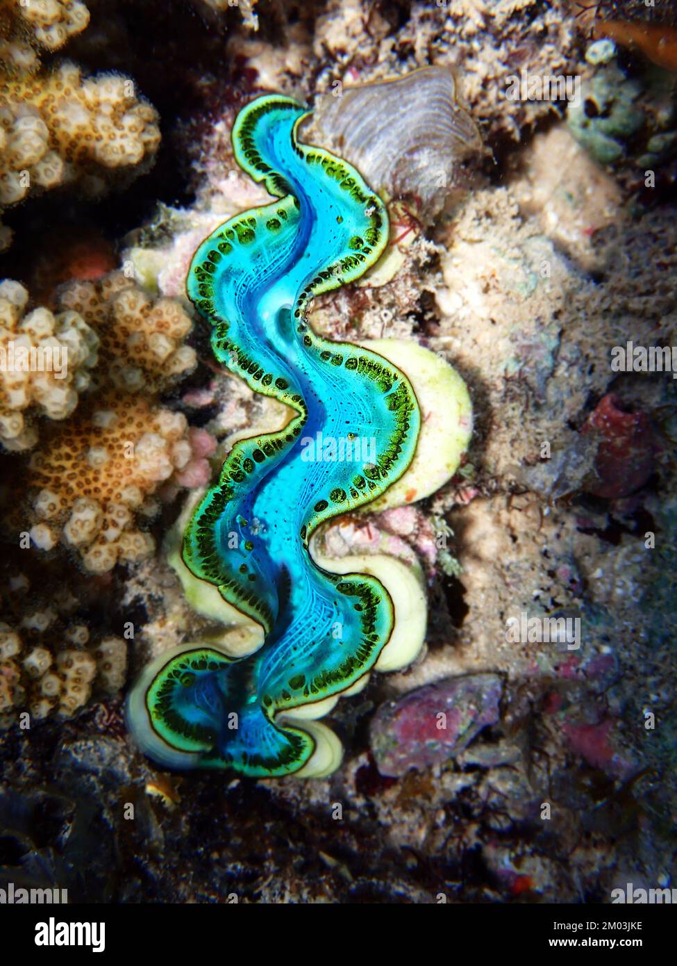 Underwater photography into the Red Sea of Tridacna Maxima Clam Stock ...
