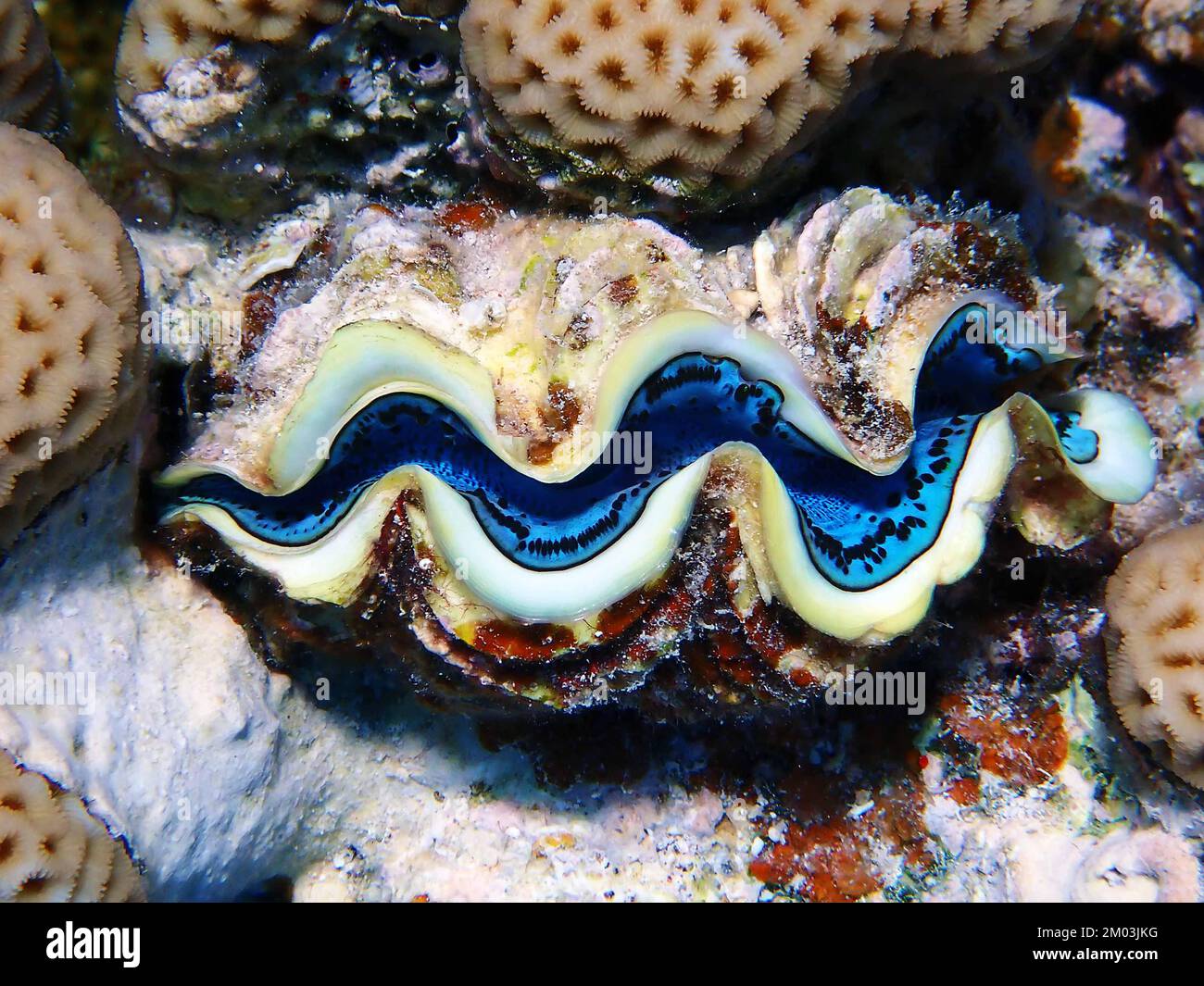 Underwater photography into the Red Sea of Tridacna Maxima Clam Stock ...