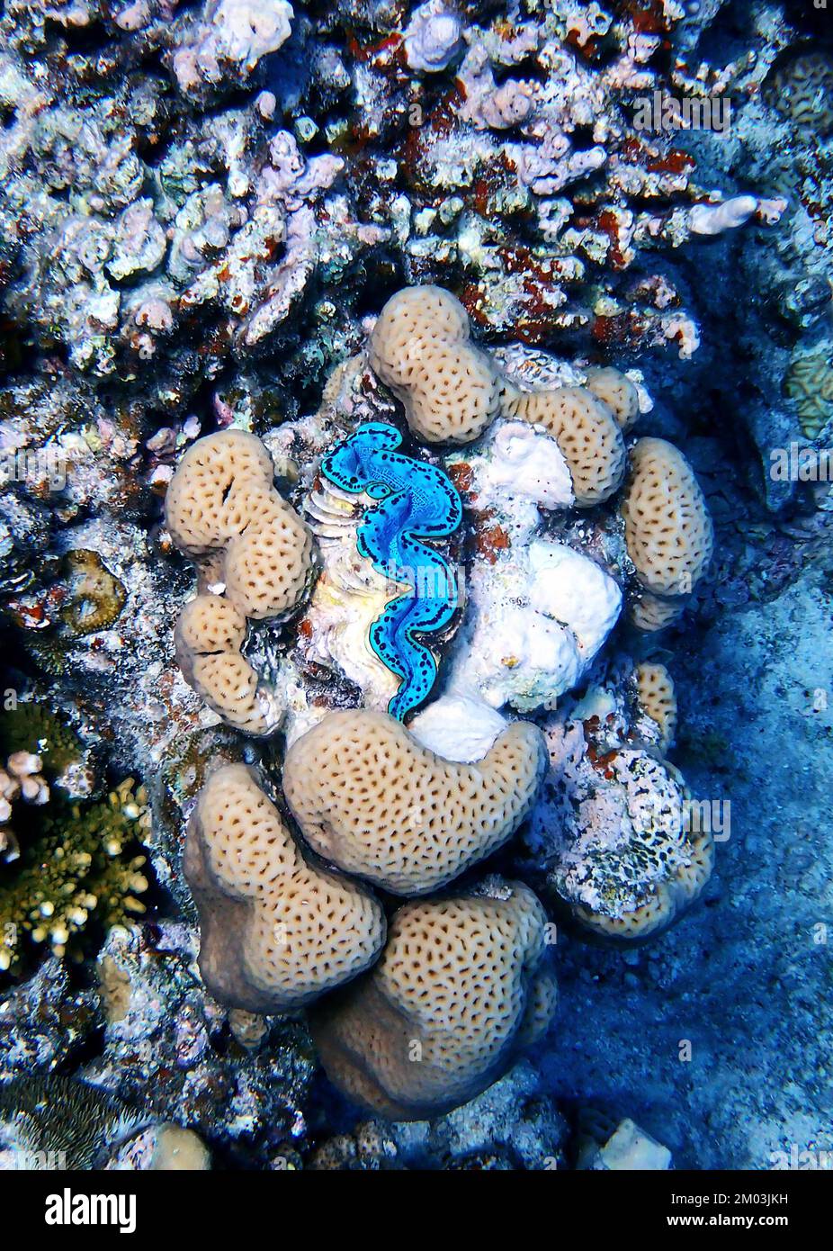 Underwater photography into the Red Sea of Tridacna Maxima Clam Stock ...