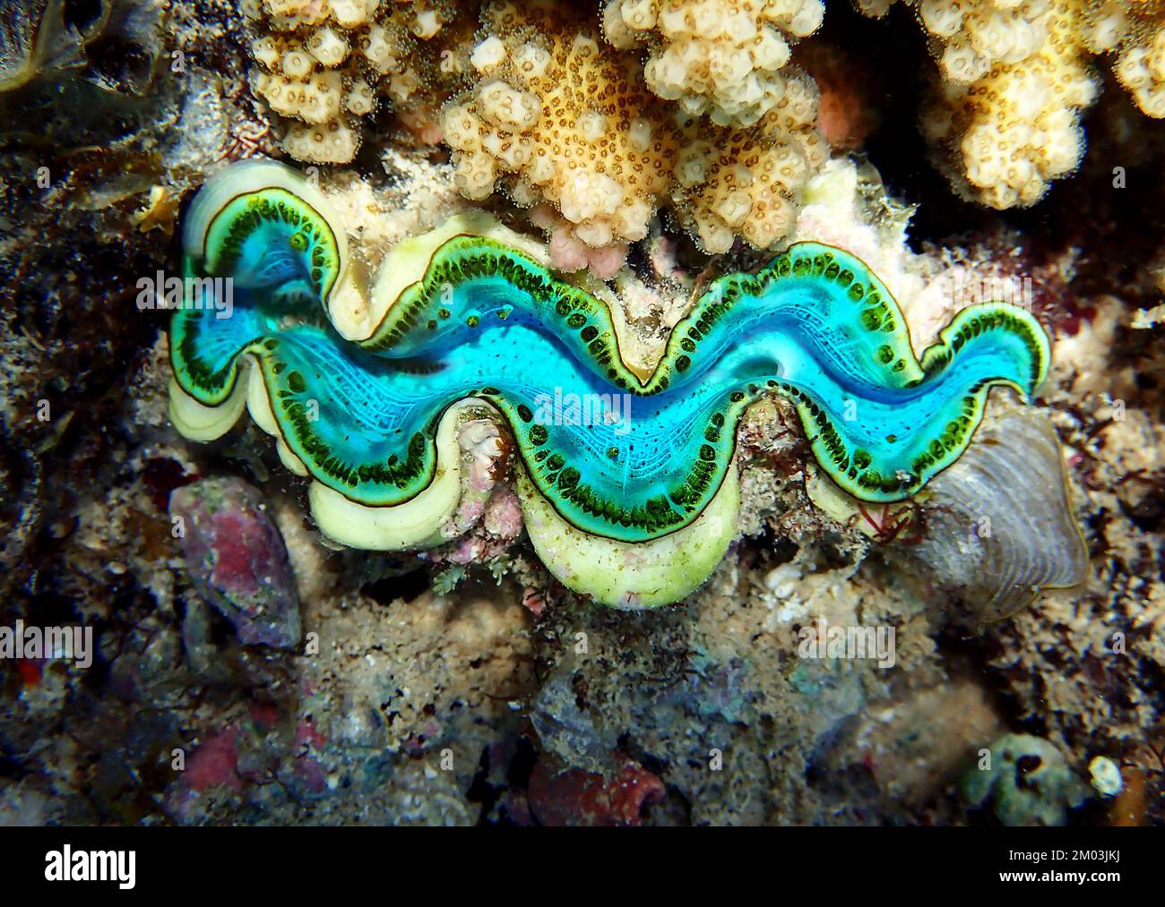 Underwater photography into the Red Sea of Tridacna Maxima Clam Stock Photo - Alamy