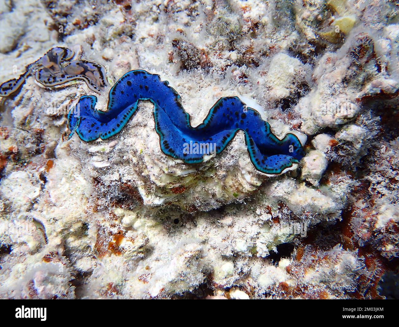 Underwater photography into the Red Sea of Tridacna Maxima Clam Stock ...
