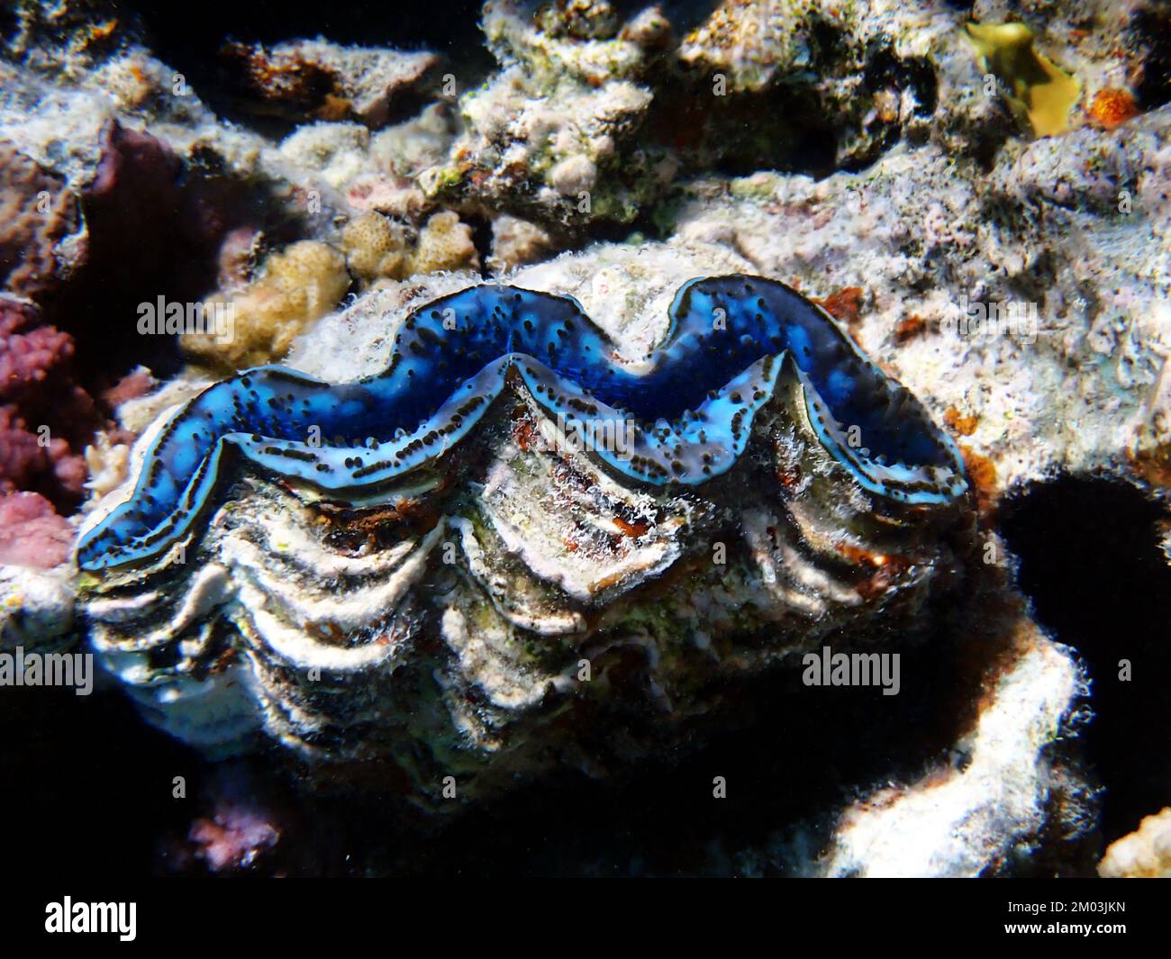Underwater photography into the Red Sea of Tridacna Maxima Clam Stock ...