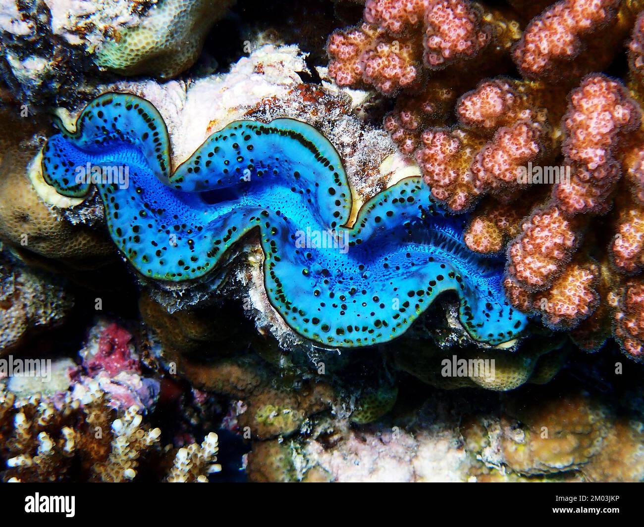 Underwater photography into the Red Sea of Tridacna Maxima Clam Stock ...