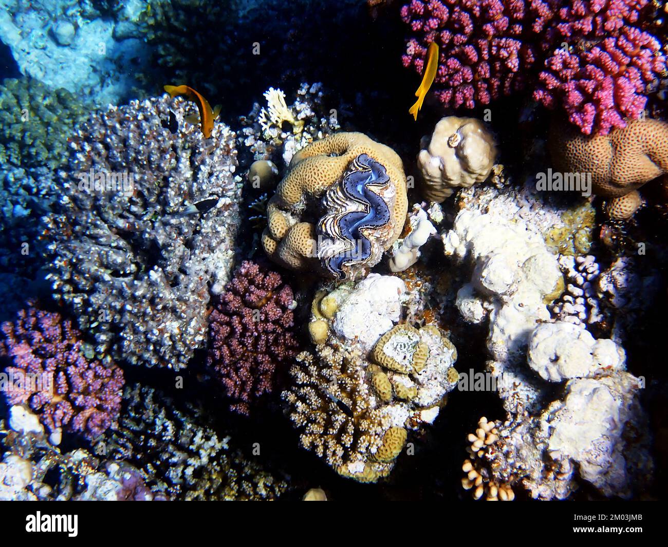 Underwater photography into the Red Sea of Tridacna Maxima Clam Stock ...