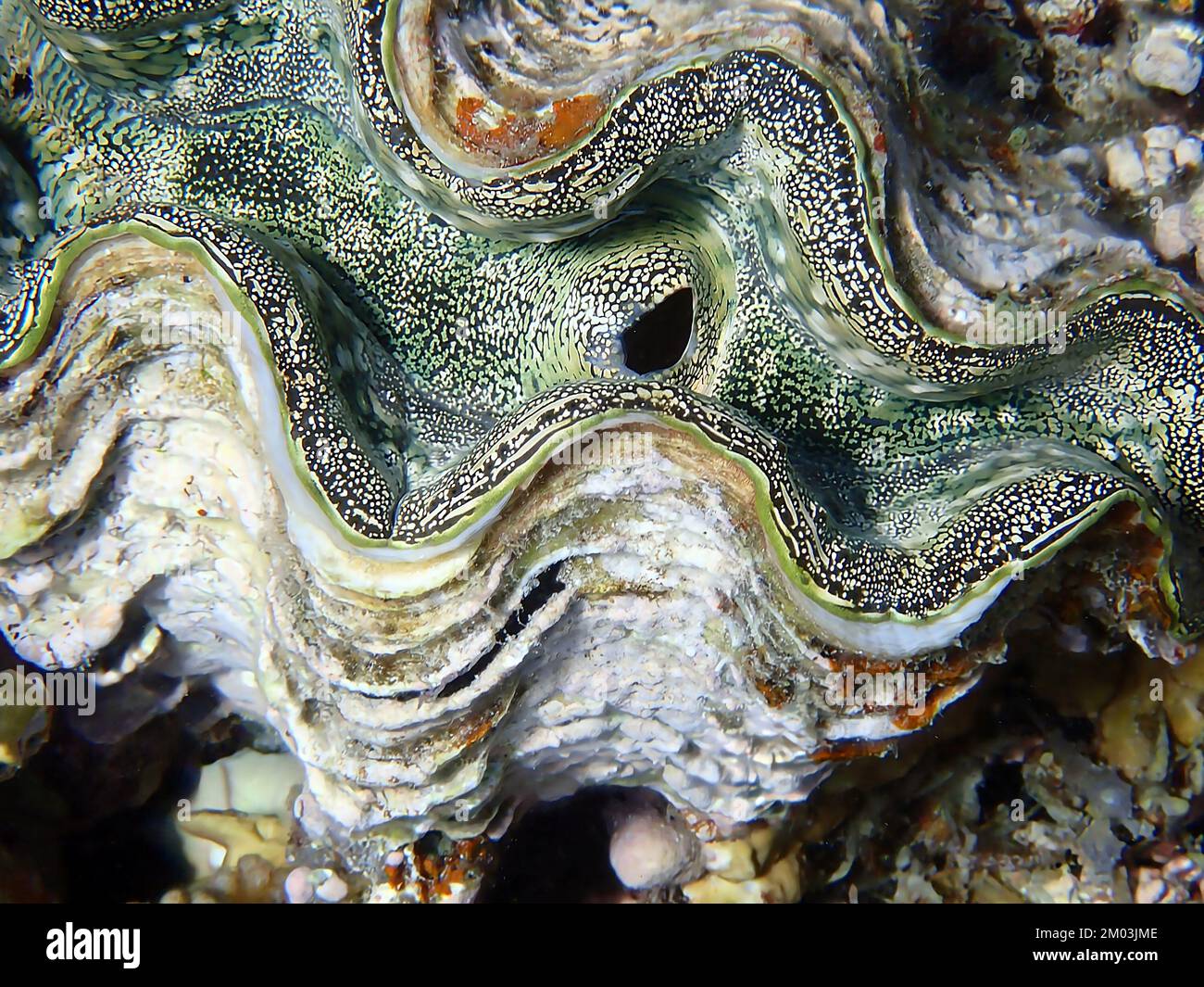 Underwater photography into the Red Sea of Tridacna Maxima Clam Stock ...