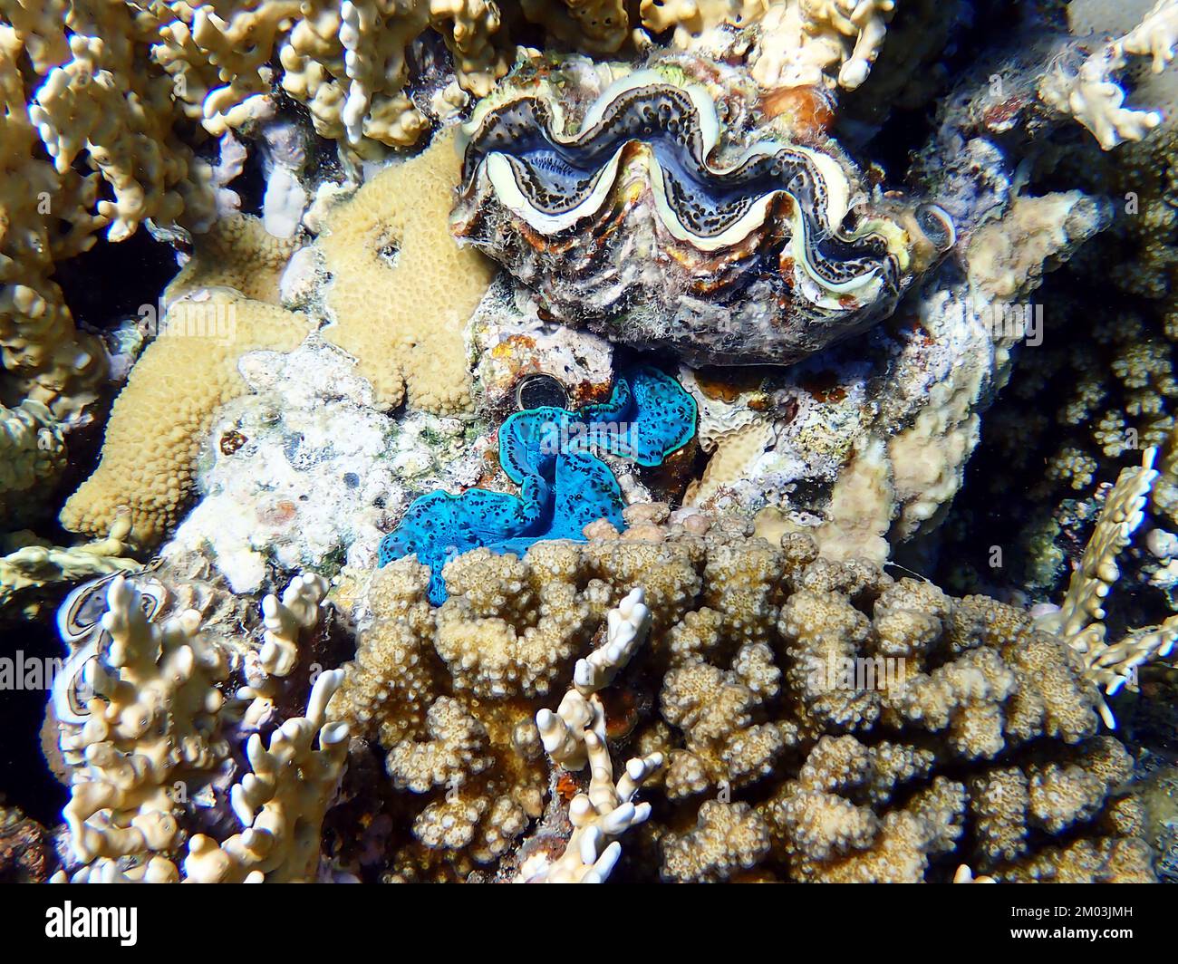 Underwater photography into the Red Sea of Tridacna Maxima Clam Stock ...
