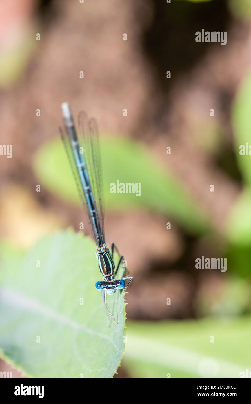 Enallagma cyathigerum (common blue damselfly, common bluet, or northern ...