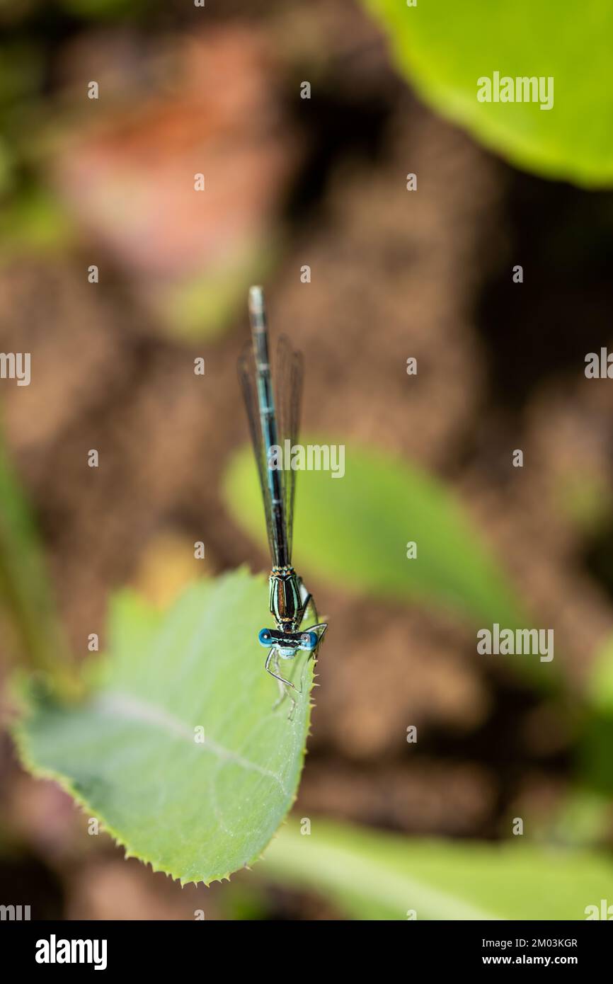 Enallagma cyathigerum (common blue damselfly, common bluet, or northern ...