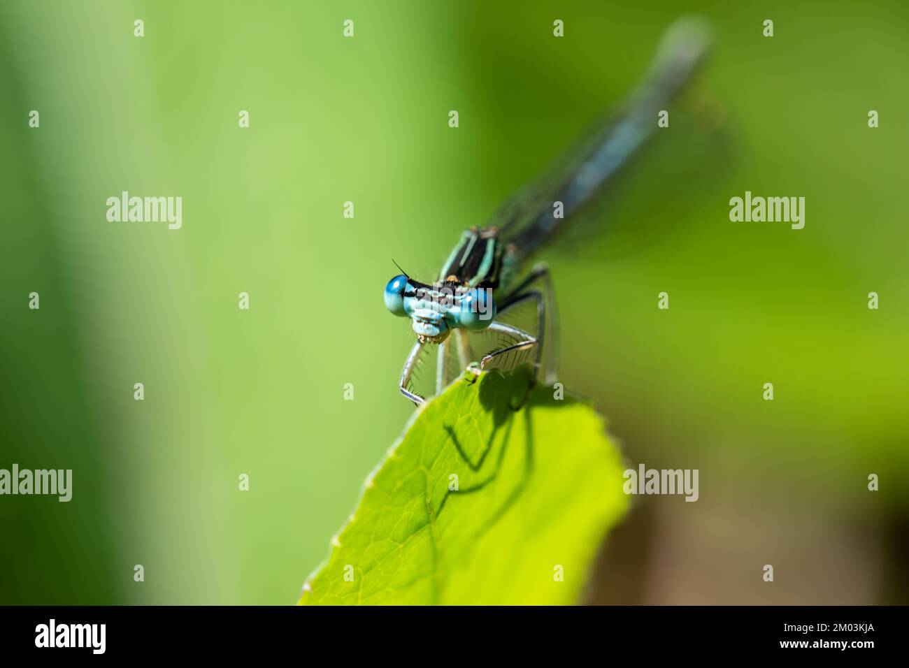 Enallagma cyathigerum (common blue damselfly, common bluet, or northern ...