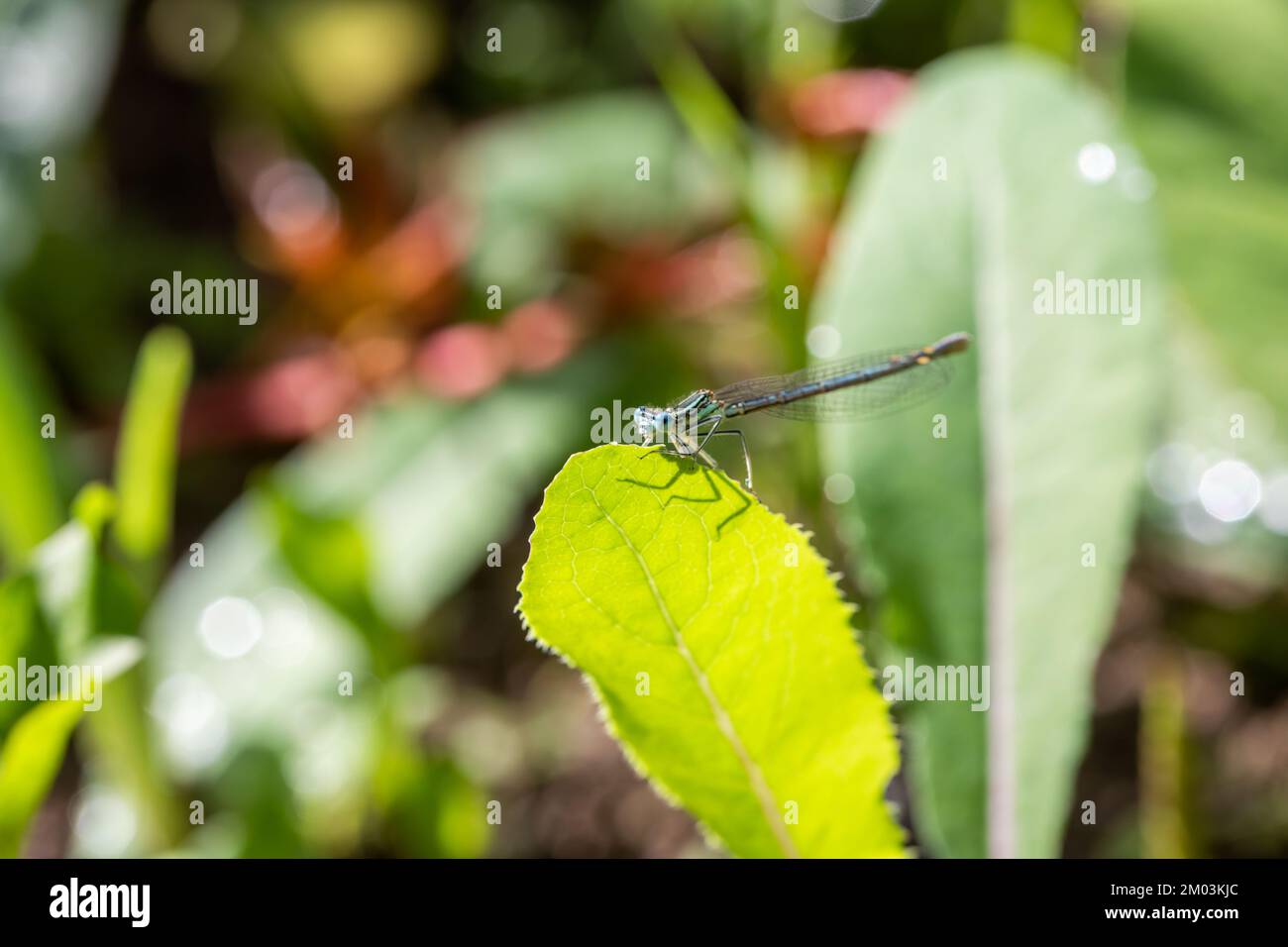 Enallagma cyathigerum (common blue damselfly, common bluet, or northern ...