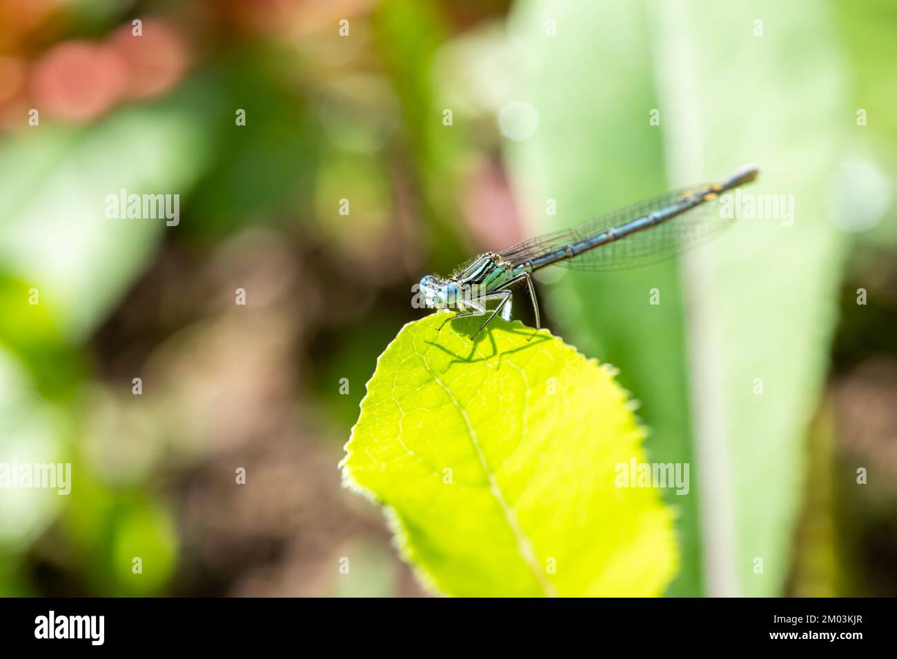 Enallagma cyathigerum (common blue damselfly, common bluet, or northern ...