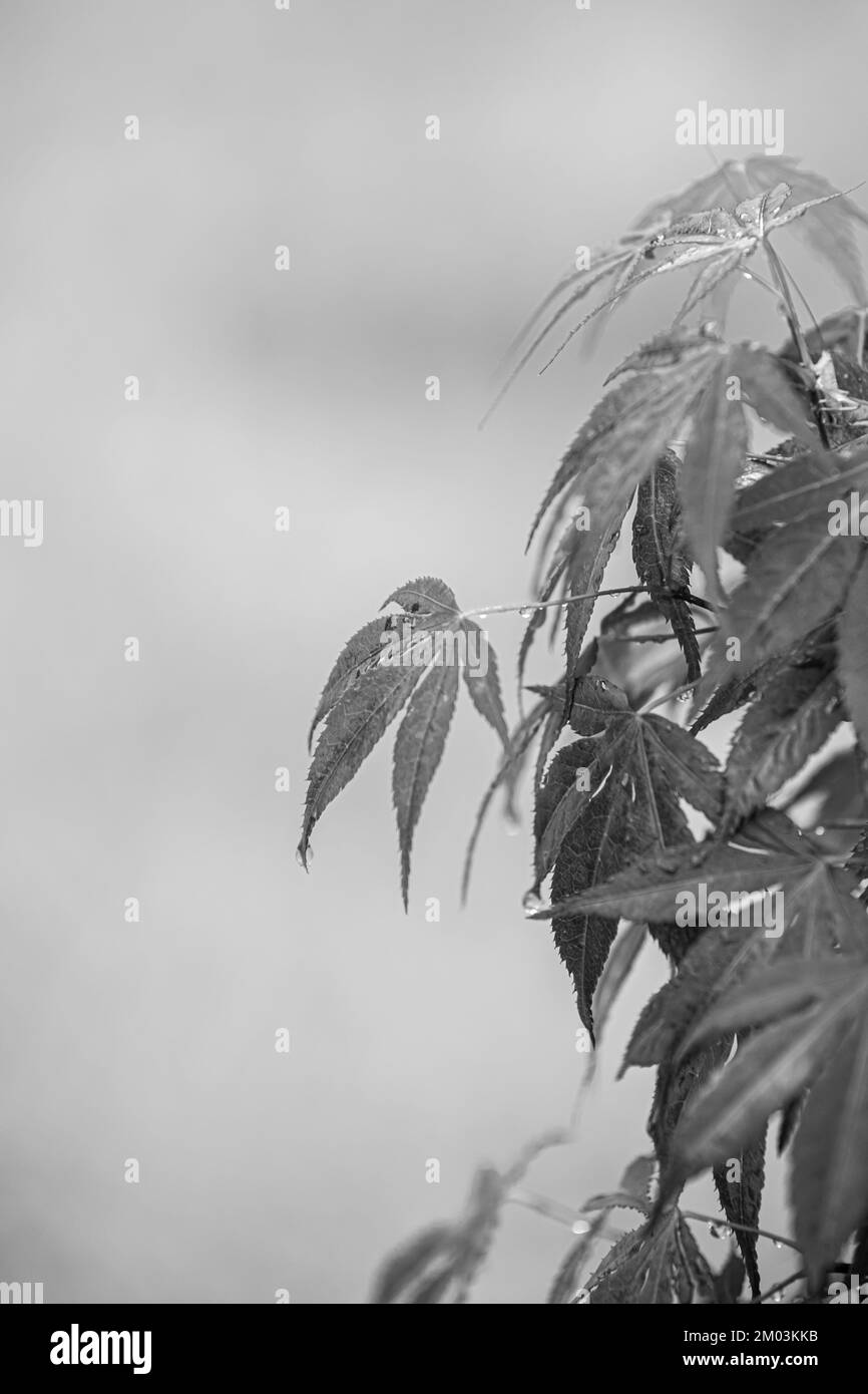 Close-up of acer rubrum, the red maple, also known as swamp maple ...