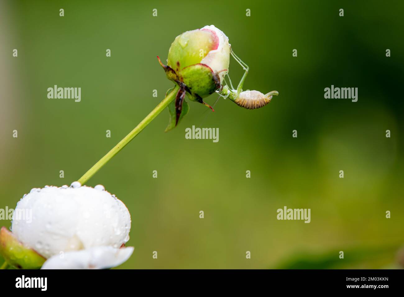 Insects collecting pollen on flowers in summer garden, with blur ...