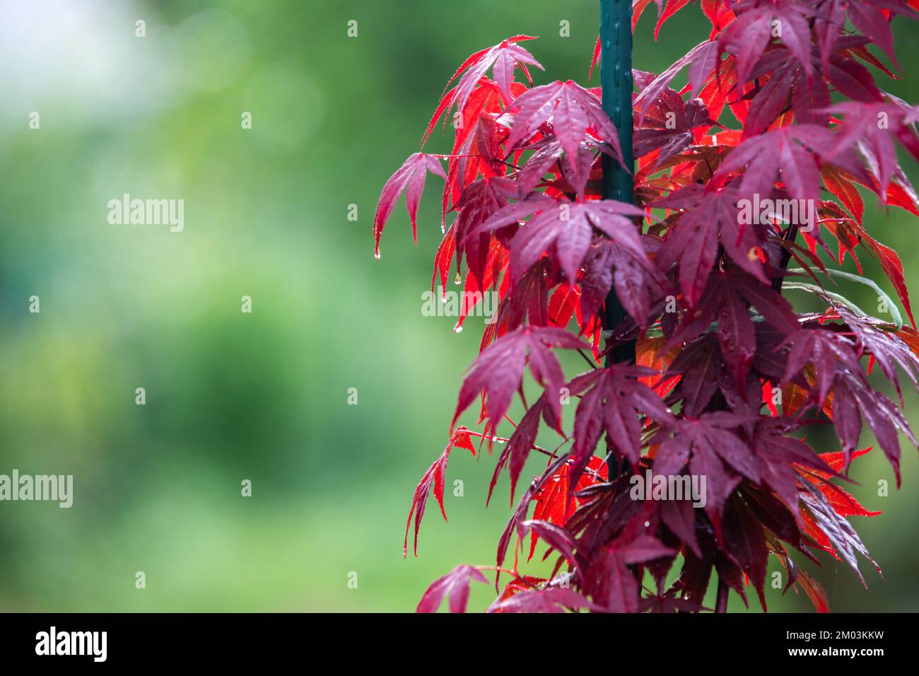 Close-up of acer rubrum, the red maple, also known as swamp maple ...