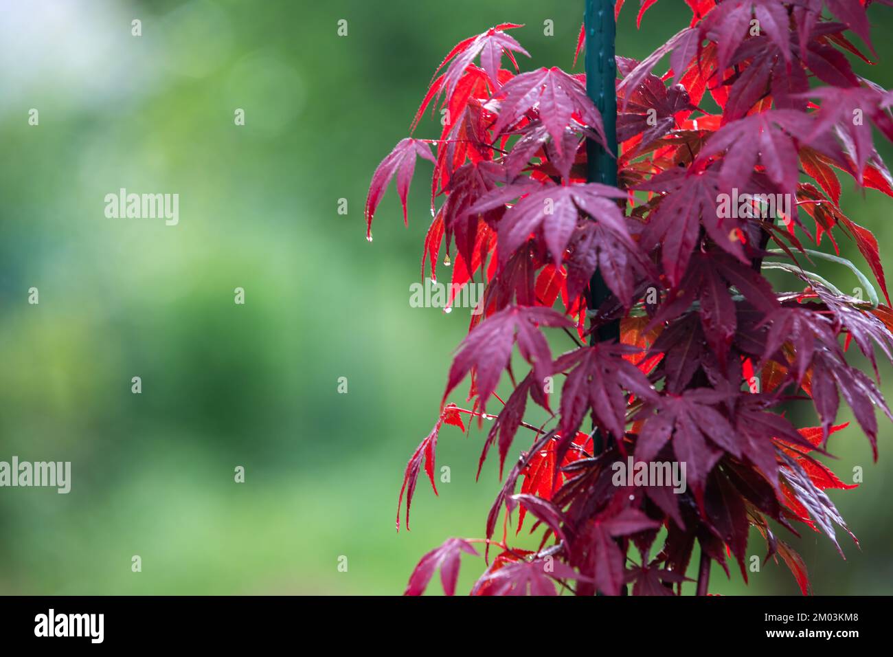 Close-up of acer rubrum, the red maple, also known as swamp maple ...