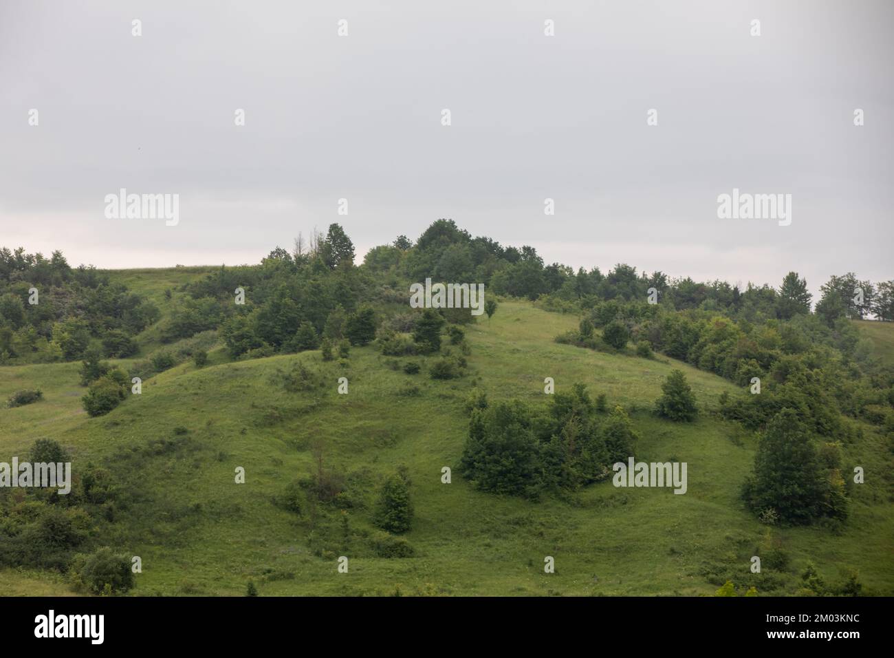 View of rural Romania, with green fields and farm animals Stock Photo ...