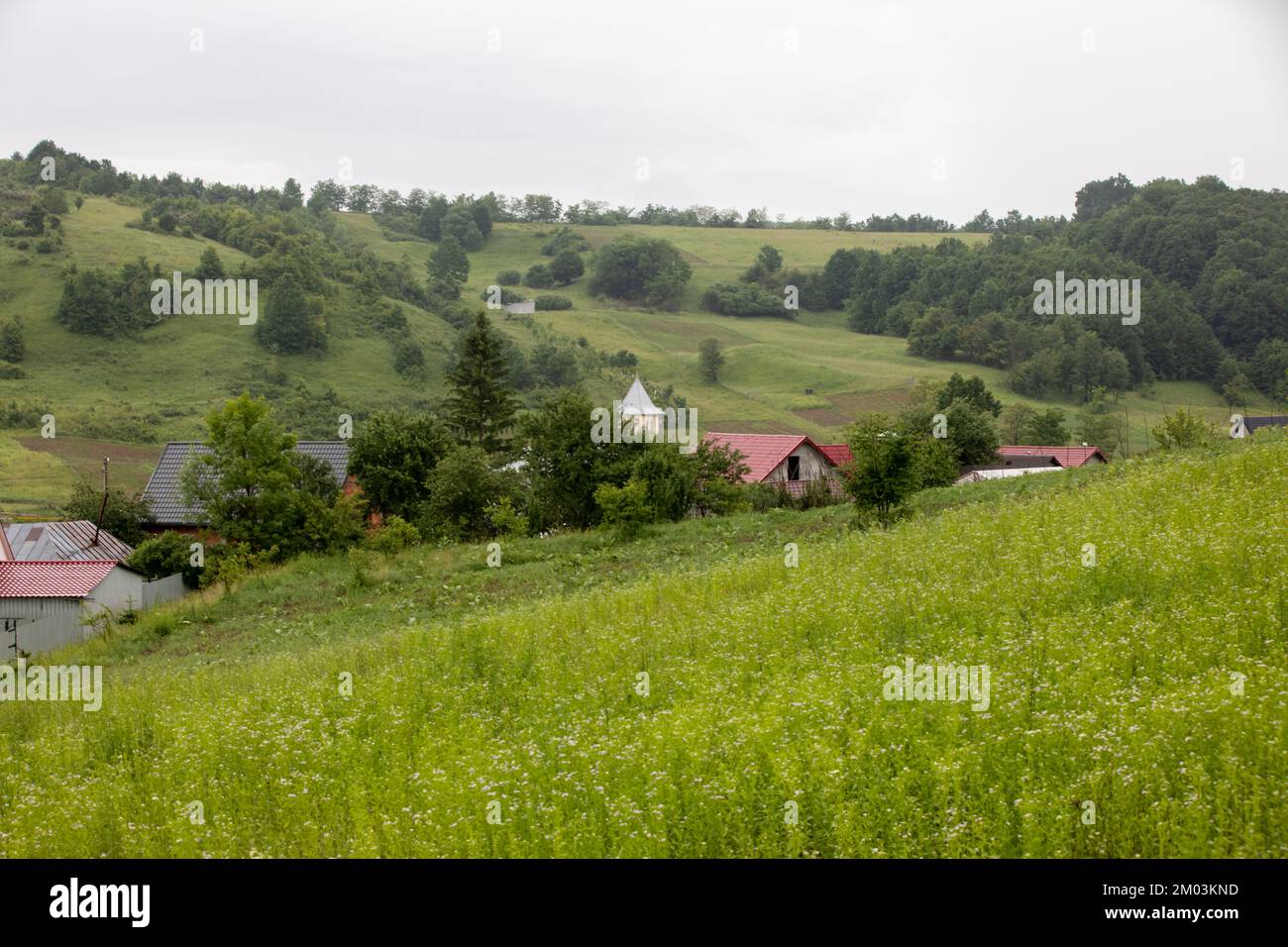 View of rural Romania, with green fields and farm animals Stock Photo ...