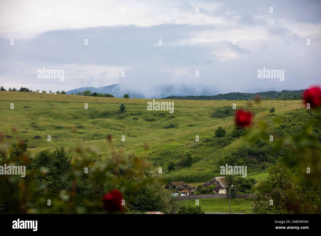 View of rural Romania, with green fields and farm animals Stock Photo ...