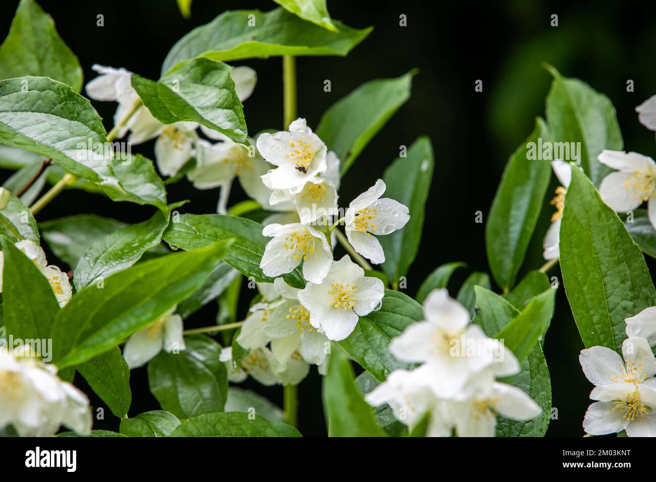 Macro of honeybee on flowers, collecting pollen in colourful ...