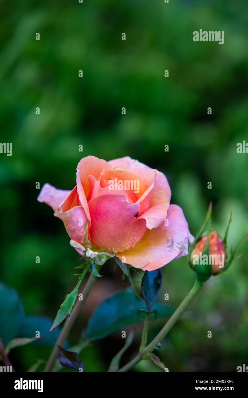 Close-up of roses in different colours, with water drops on petals ...