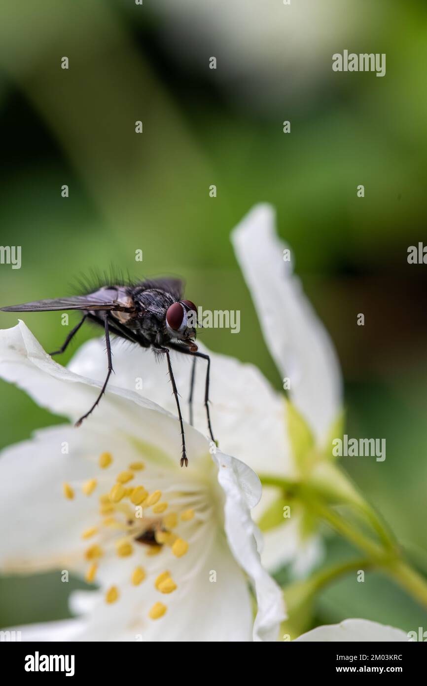 Insects collecting pollen on flowers in summer garden, with blur ...
