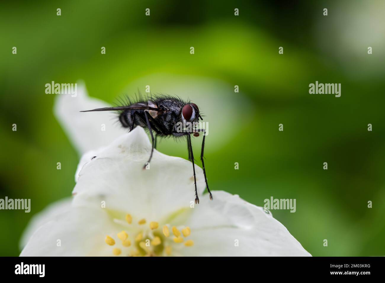 Insects collecting pollen on flowers in summer garden, with blur ...