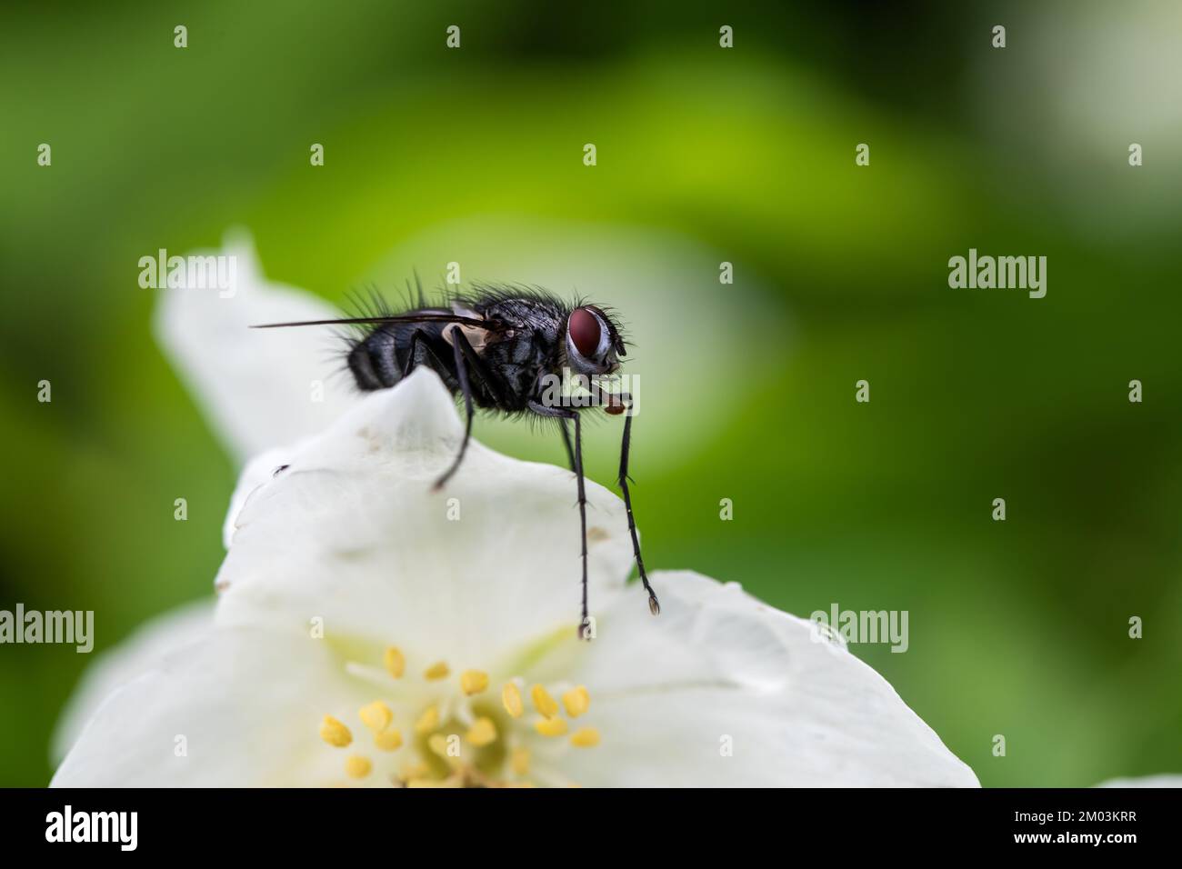 Insects collecting pollen on flowers in summer garden, with blur ...