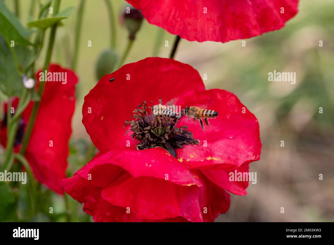 Macro of bees collecting pollen from papaver rhoeas, known as common ...