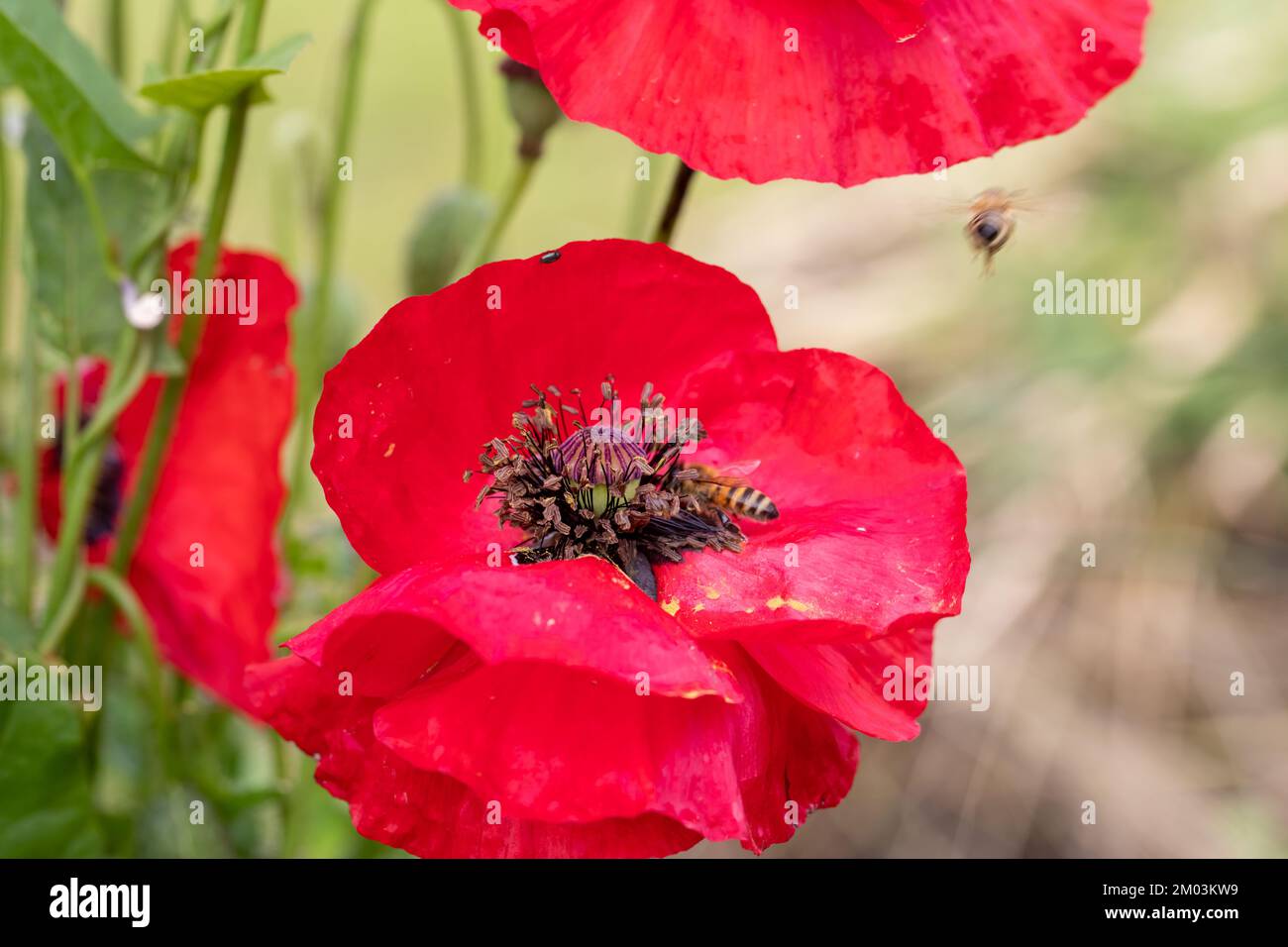 Macro of bees collecting pollen from papaver rhoeas, known as common ...