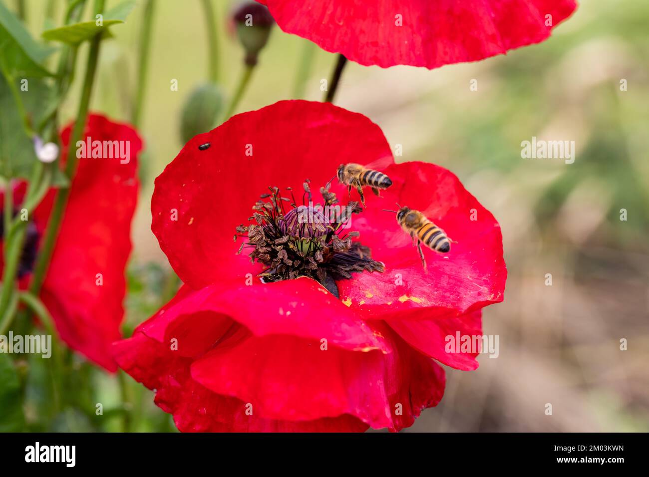 Macro of bees collecting pollen from papaver rhoeas, known as common ...