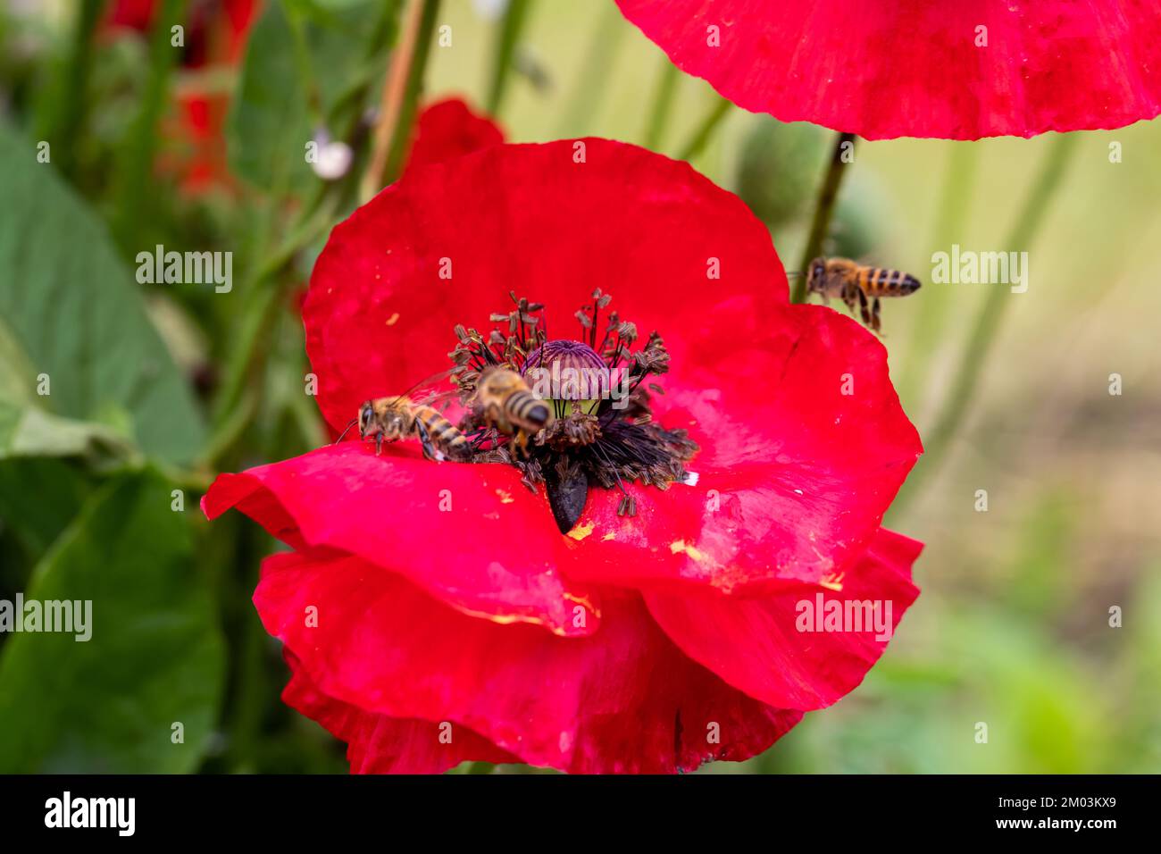 Macro of bees collecting pollen from papaver rhoeas, known as common ...
