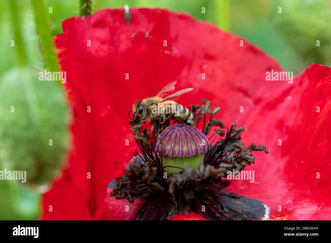 Macro of bees collecting pollen from papaver rhoeas, known as common ...