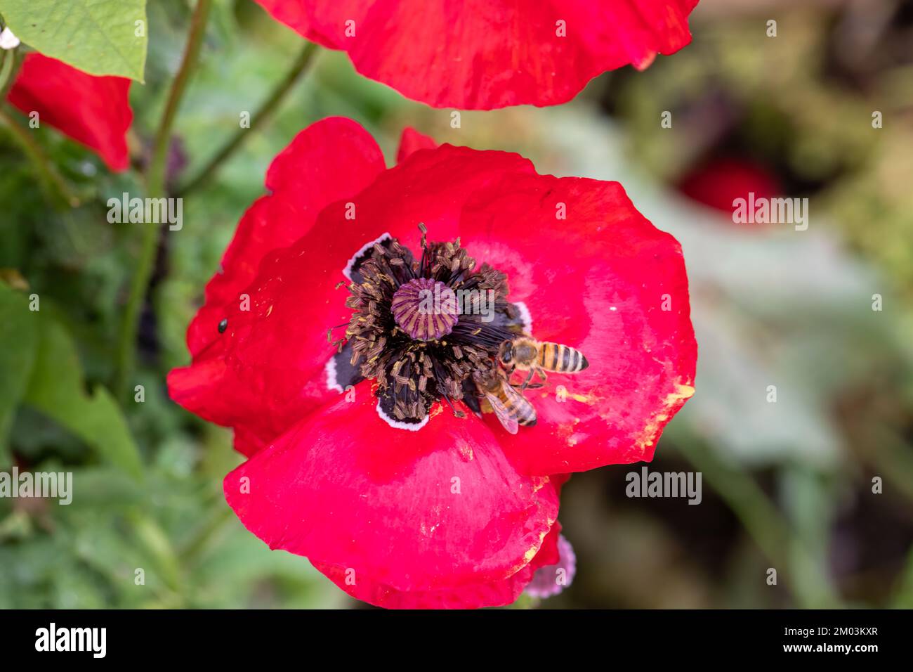 Macro of bees collecting pollen from papaver rhoeas, known as common ...