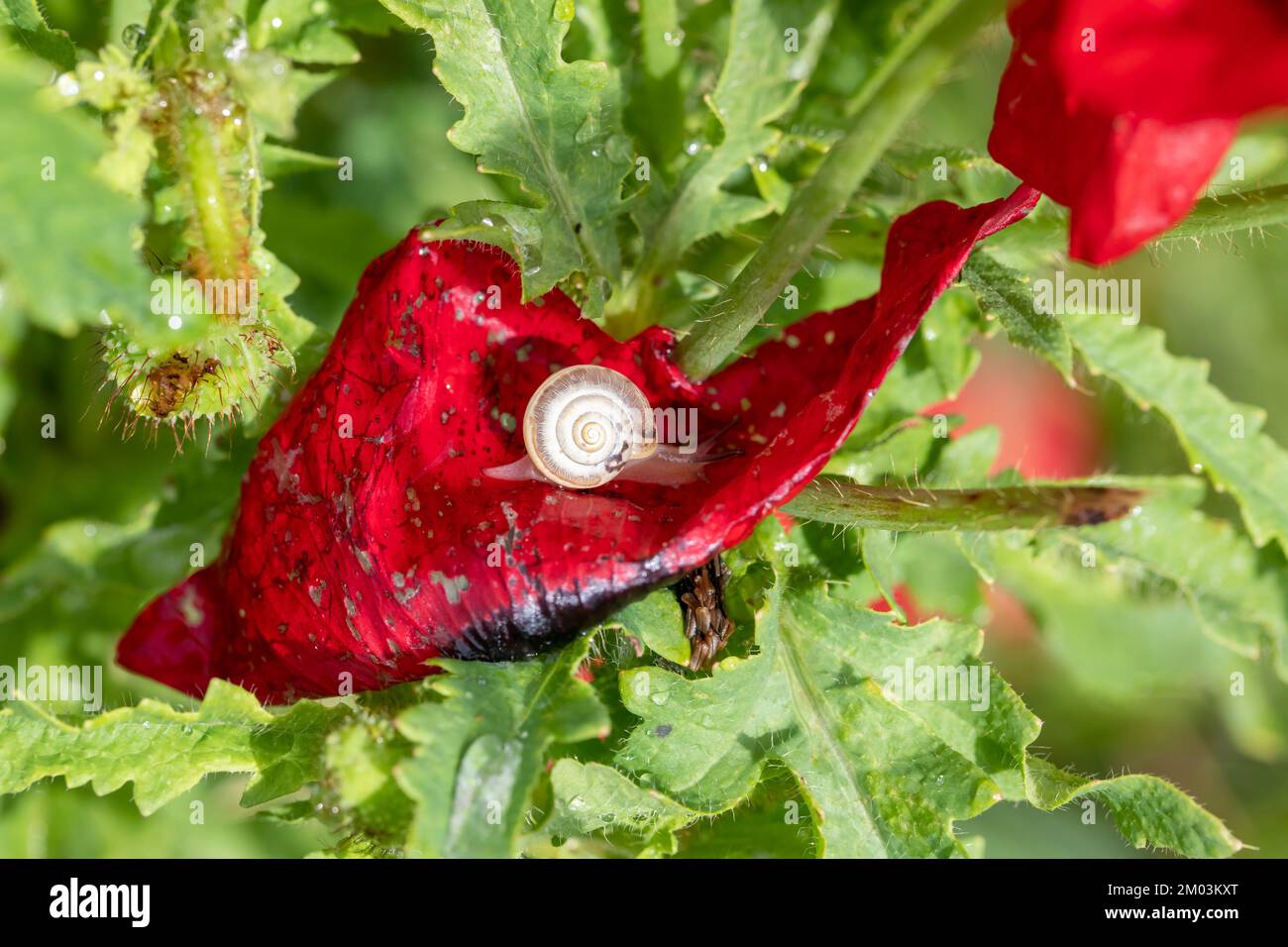 Macro of bees collecting pollen from papaver rhoeas, known as common ...