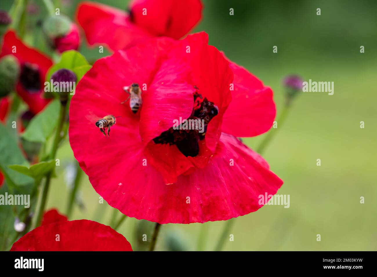 Macro of bees collecting pollen from papaver rhoeas, known as common ...