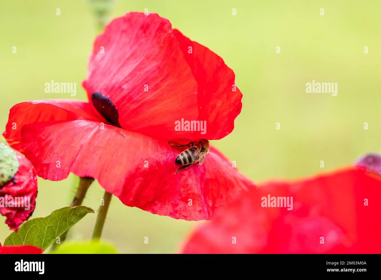 Macro of bees collecting pollen from papaver rhoeas, known as common ...