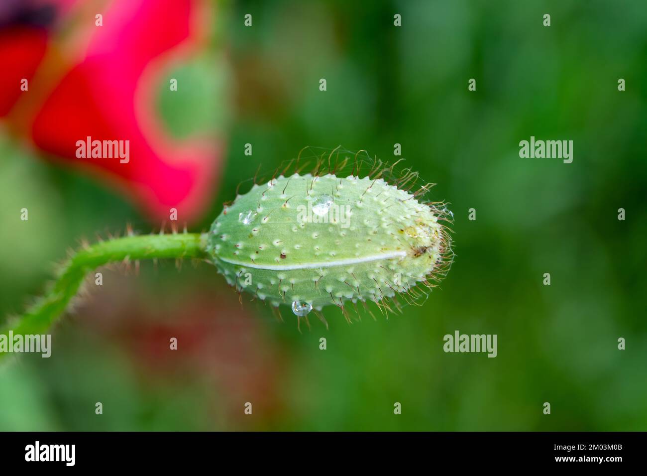 Macro of bees collecting pollen from papaver rhoeas, known as common ...