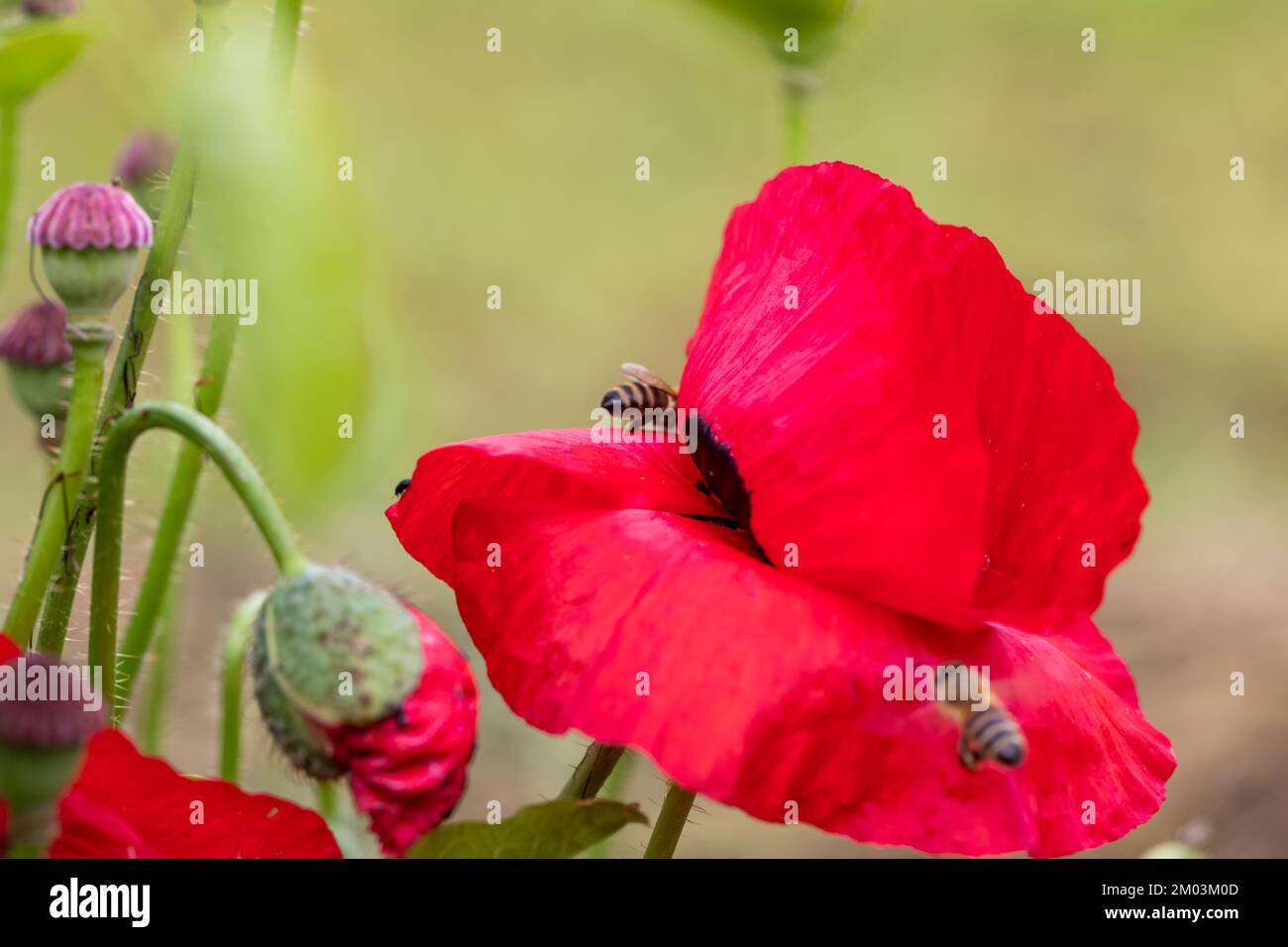 Macro of bees collecting pollen from papaver rhoeas, known as common ...